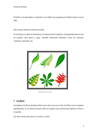 Partes de la planta practica | DOCX