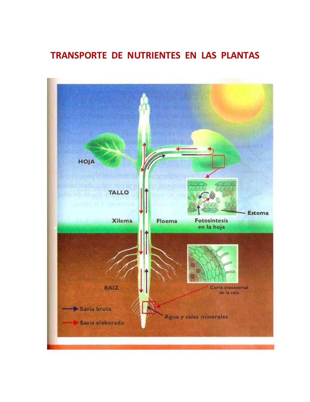 PARTES DE LA PLANTA - TRANSPORTE DE AGUA Y NUTRIENTES EN LAS PLANTAS PARTES DE LA PLANTA - TRANSPORTE DE AGUA Y NUTRIENTES EN LAS PLANTAS