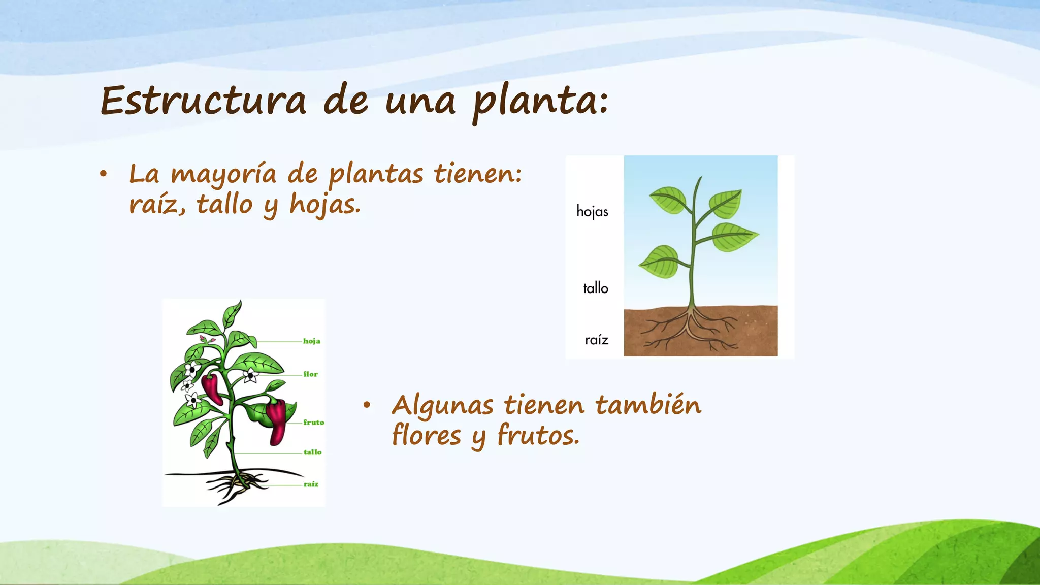 Partes de la planta | PPT