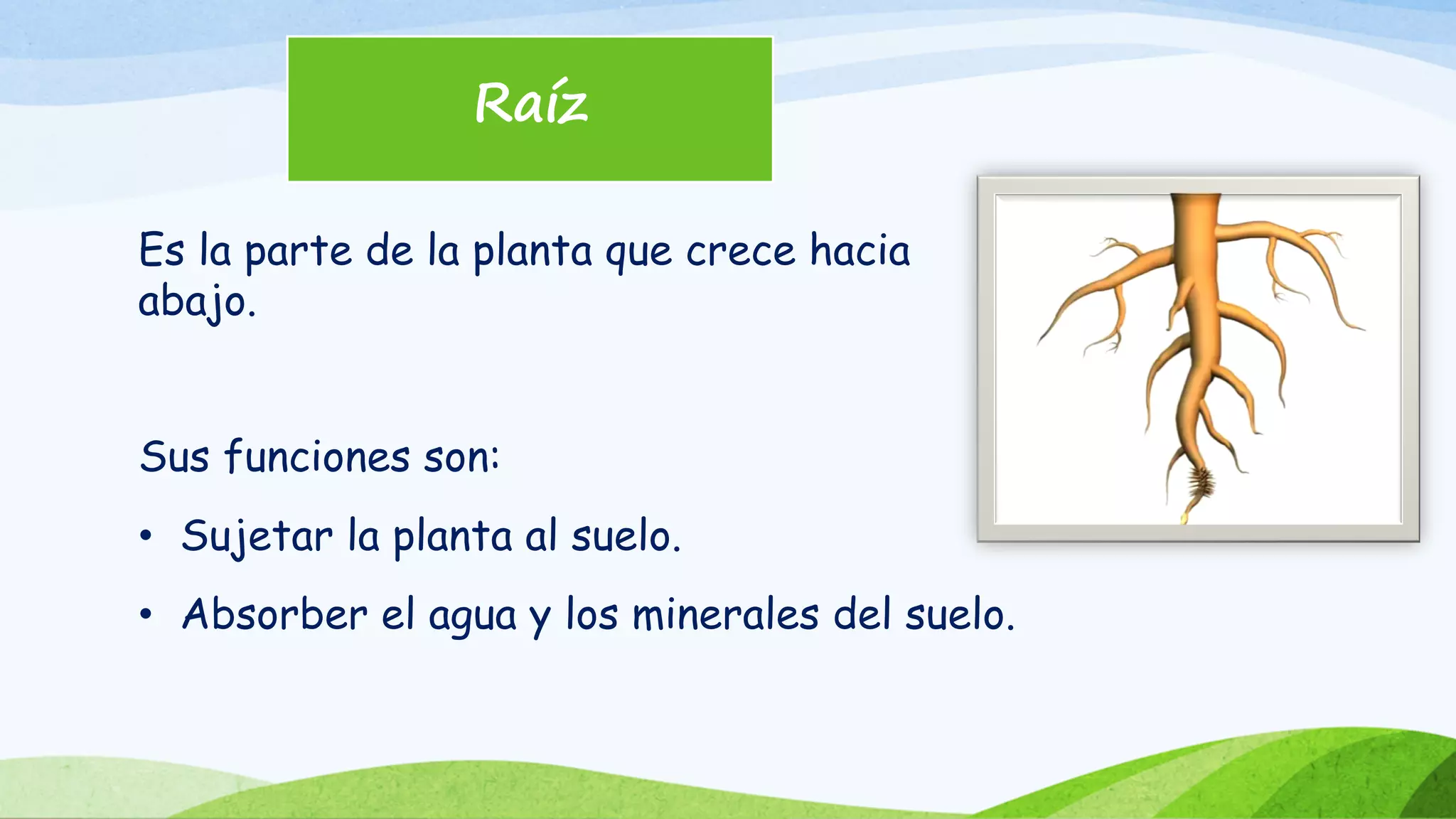 Partes de la planta | PDF