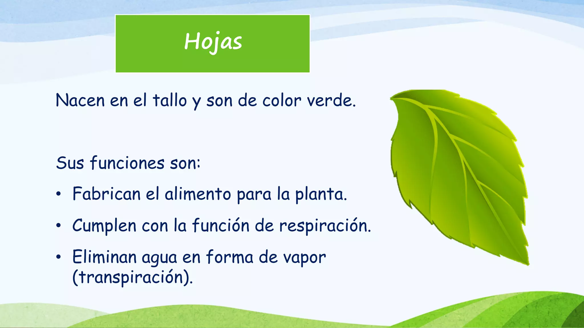 Partes de la planta | PDF