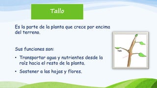 Partes de la planta | PDF