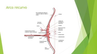 Partes del arco | PPTX