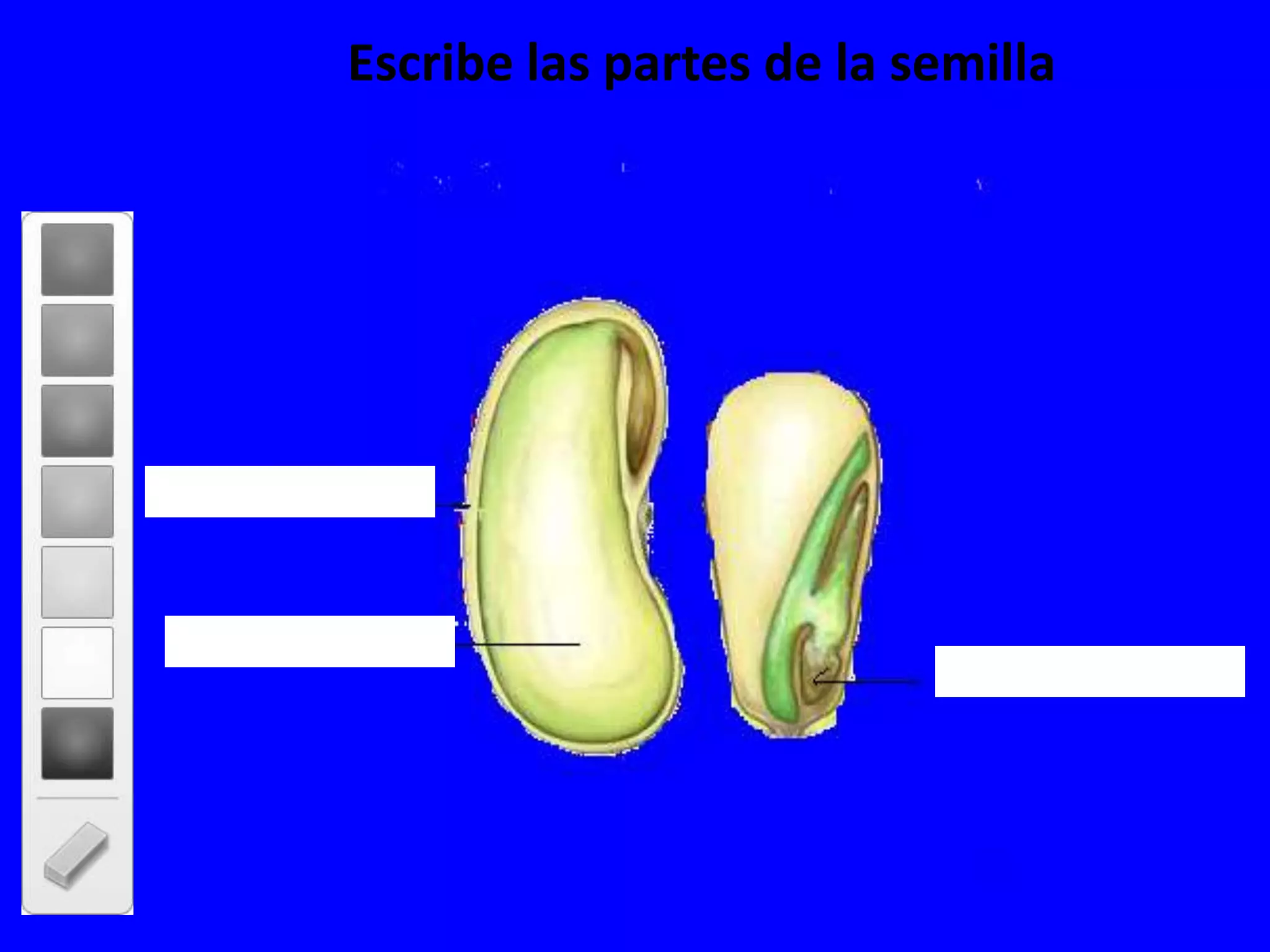 Partes de la semilla | PPT