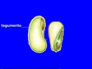 Partes de la semilla | PPTX