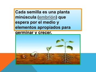 Partes de la semilla | PPTX