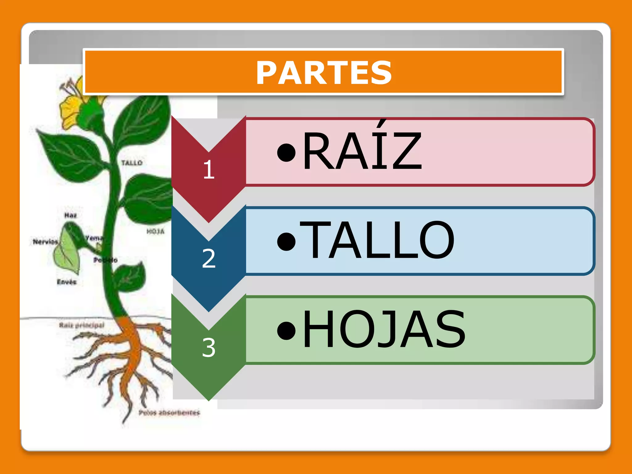 Partes de las plantas | PPTX