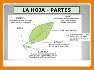 Partes de las plantas | PPTX
