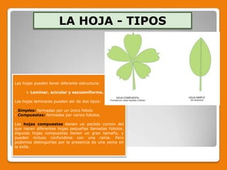 Partes de las plantas | PPTX