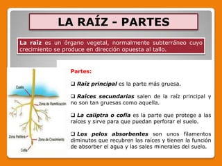 Partes de las plantas | PPTX