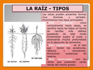 Partes de las plantas | PPTX