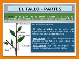 Partes de las plantas | PPTX