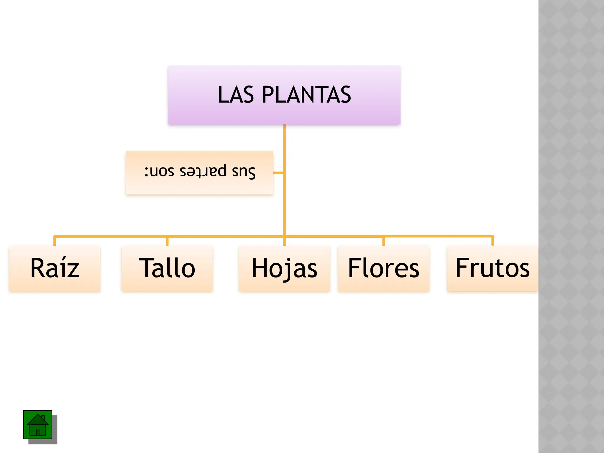 partes de las plantas segun du tamaño.pptx