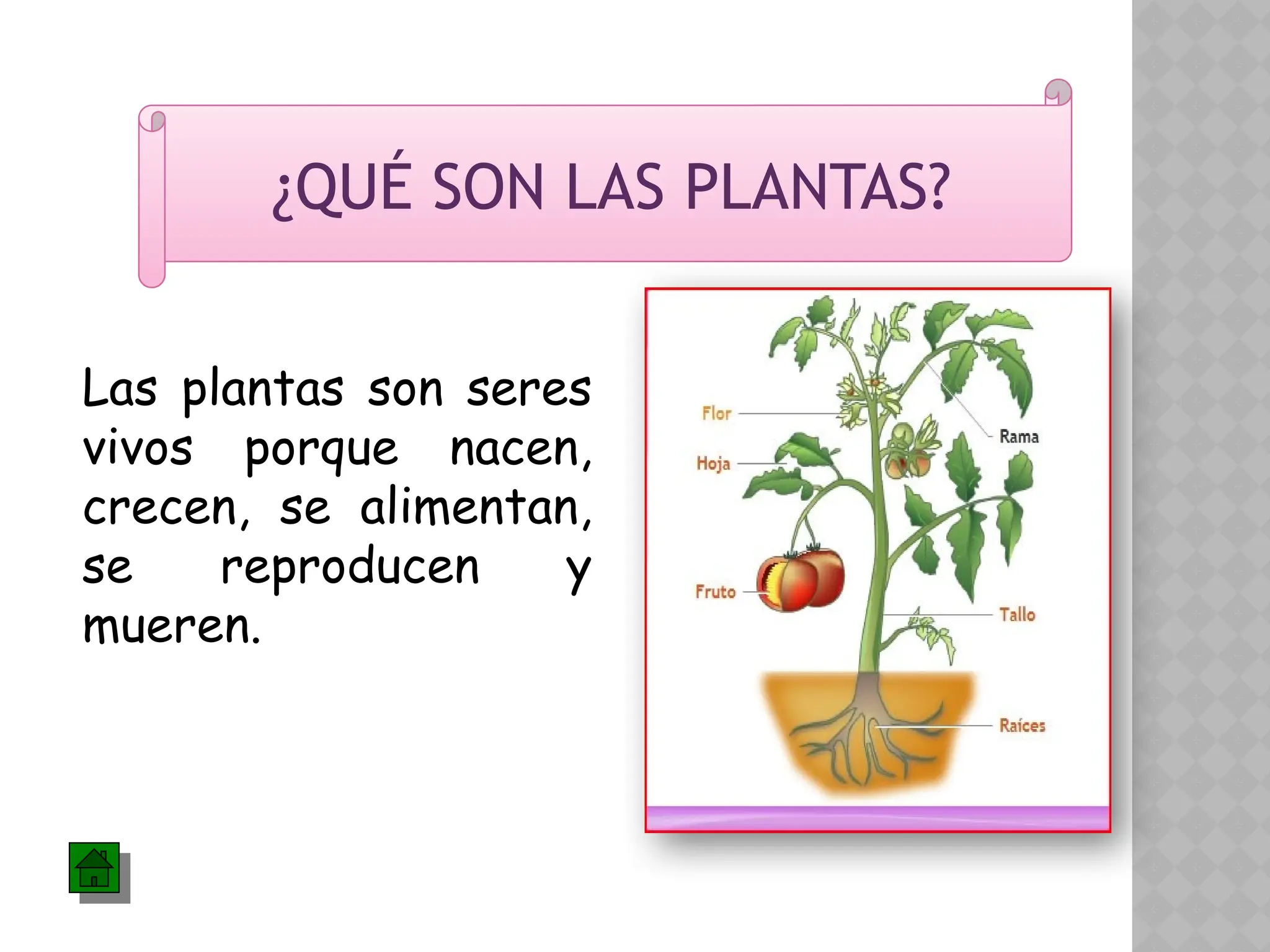 partes de las plantas segun du tamaño.pptx