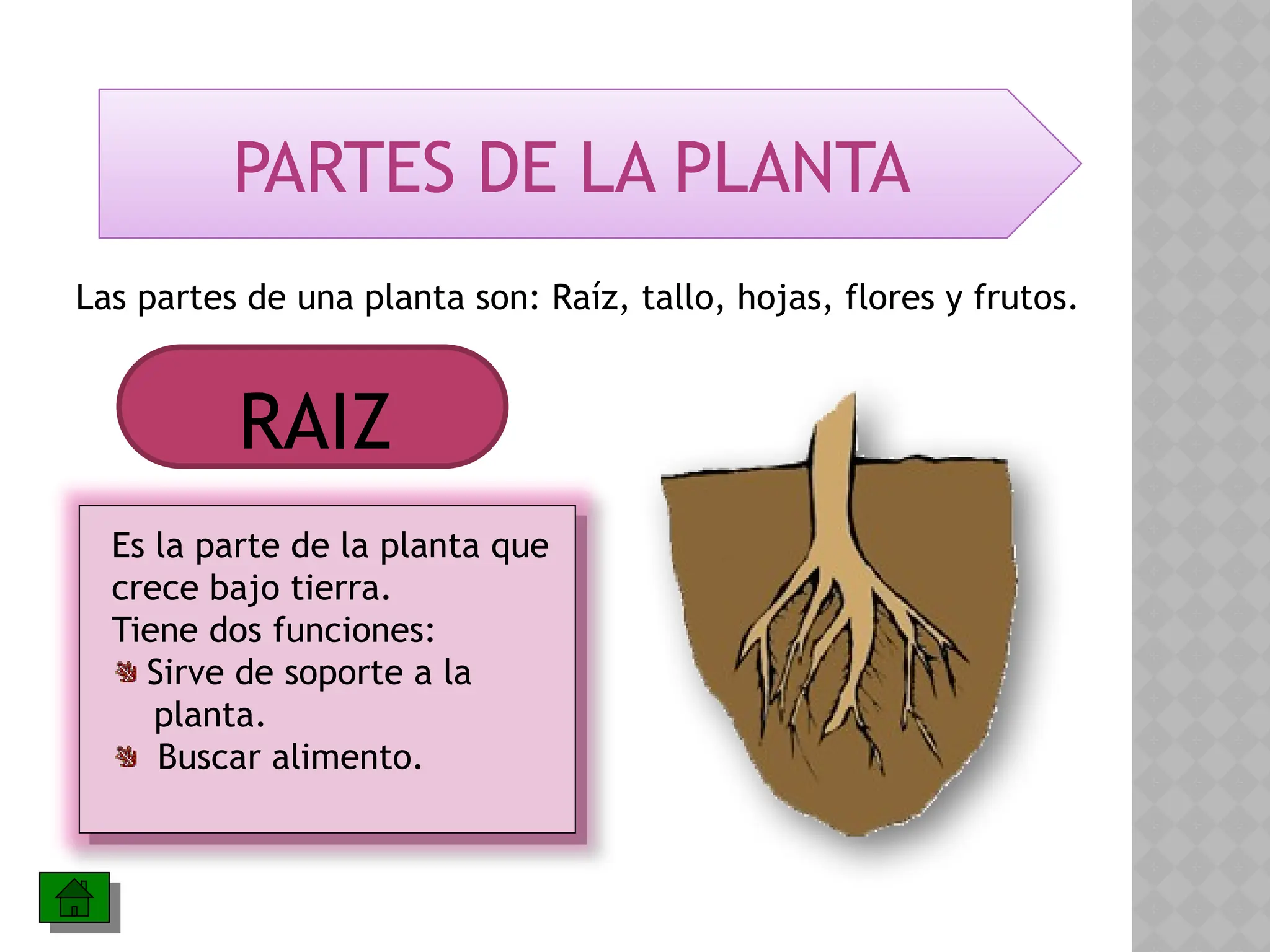 partes de las plantas segun du tamaño.pptx