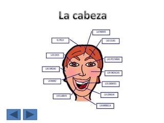 Partes del cuerpo | PPTX