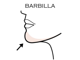 Partes del cuerpo | PPT