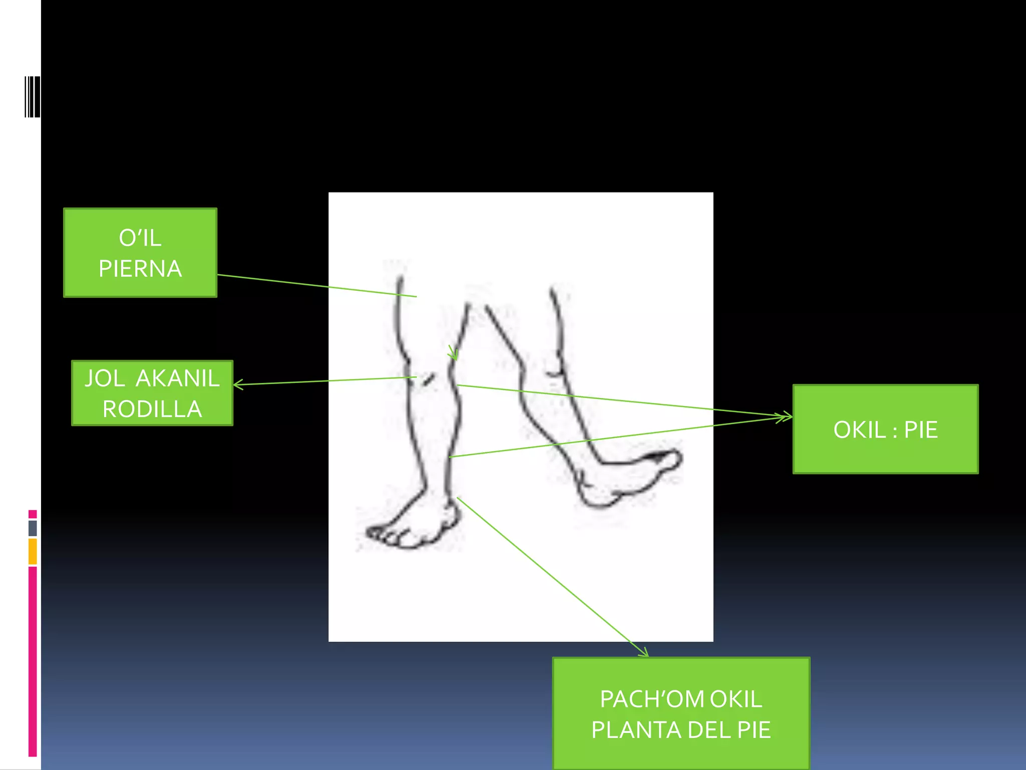 Tsotsil (Partes del cuerpo ) | PPTX
