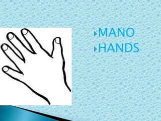 Partes del cuerpo | PPT