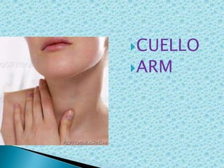 Partes del cuerpo | PPTX