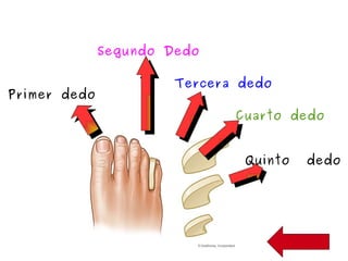 Partes del cuerpo humano | ODP