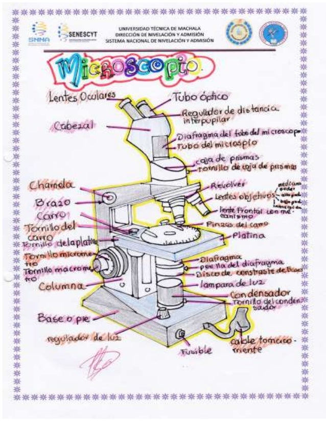 Esquema De Las Partes Del Microscopio