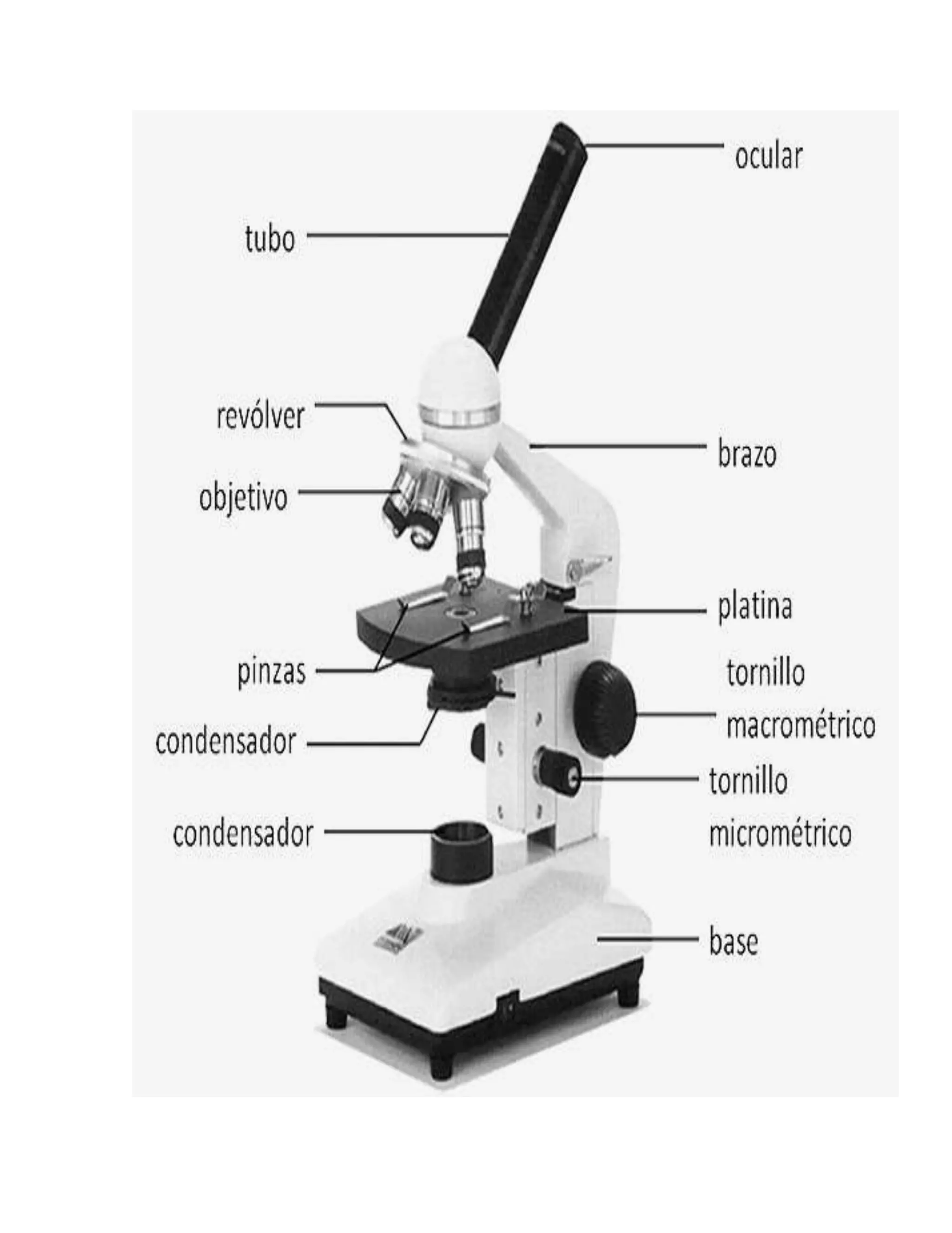 Microscopio: Historia, Tipos, Partes. El Microscopio Óptico – GYAE