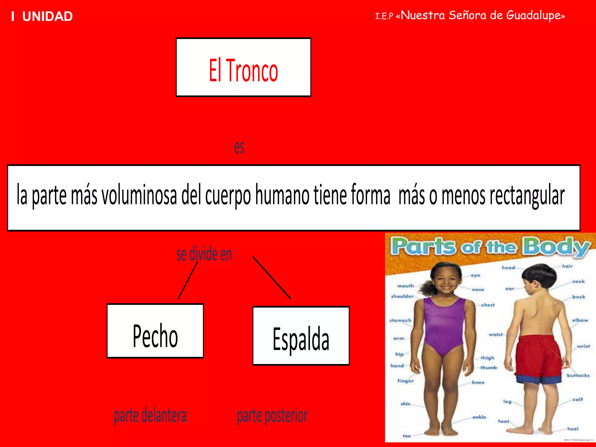 Partes del tronco | PPT