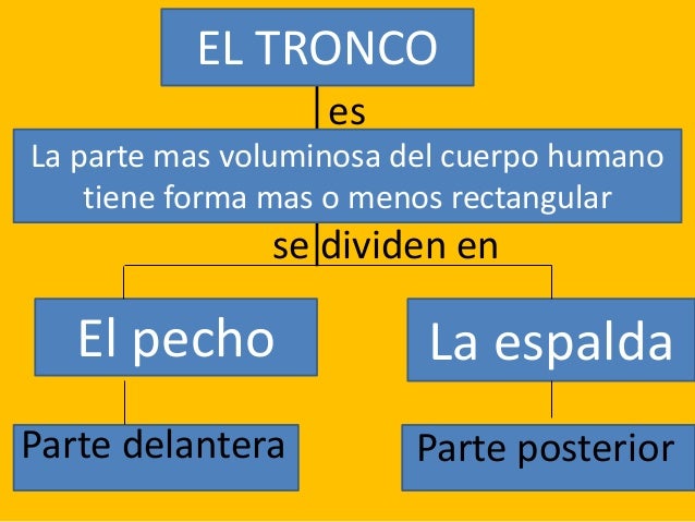 Partes Del Tronco Humano