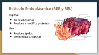 Componentes de una célula eucariota.pptx