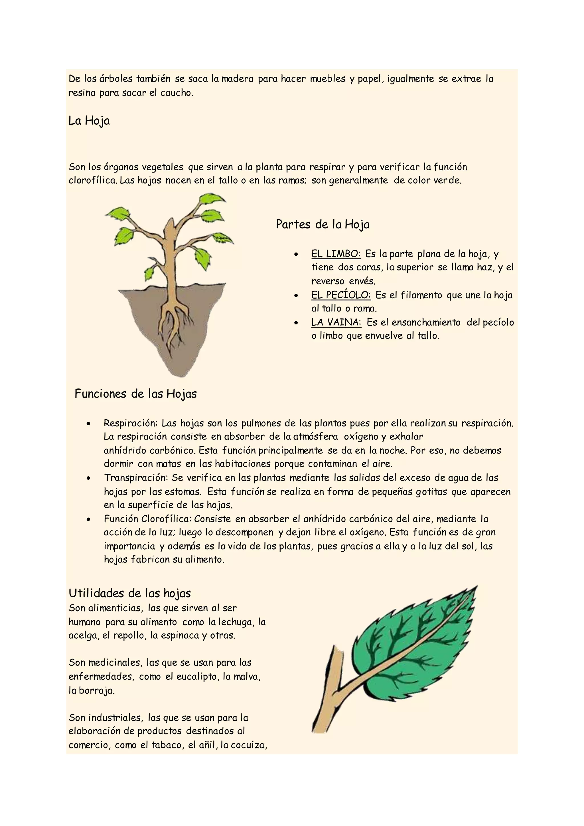 Partes de una planta | DOCX