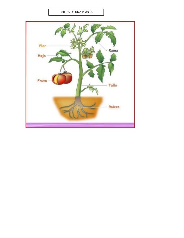 Partes De Una Planta Para Dibujar