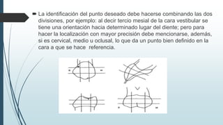 Estructura dentaria, Anatomia Dental, 1, | PPTX
