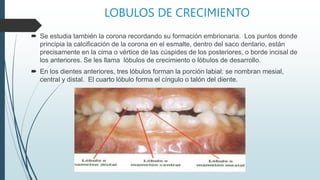 Estructura dentaria, Anatomia Dental, 1, | PPTX