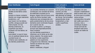 Estructura dentaria, Anatomia Dental, 1, | PPTX