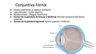 Todas Las Partes Externas Del Ojo Servicio De Oftalmologia Ppt