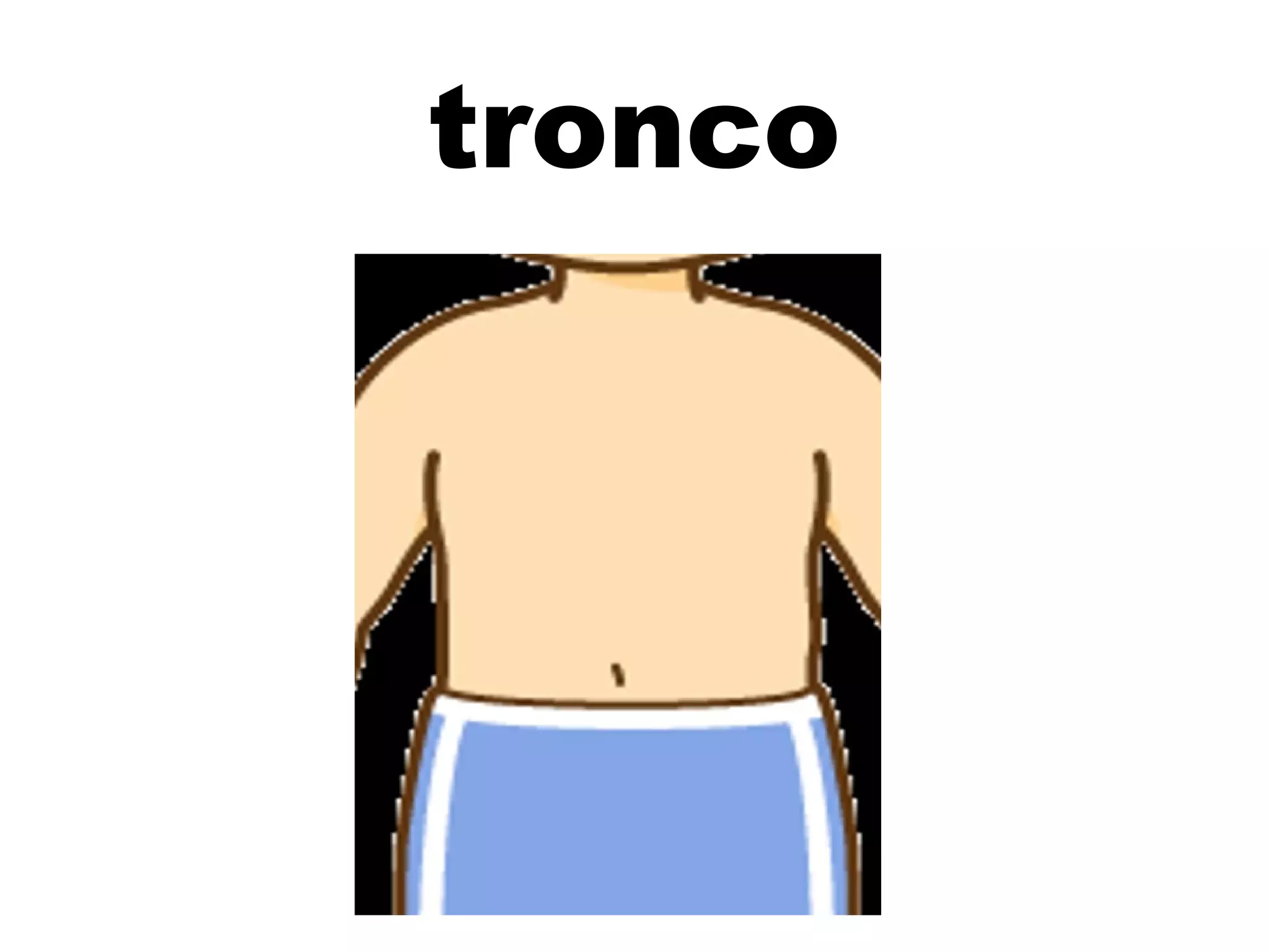 Partes Gruesas Del Cuerpo Humano Ppt