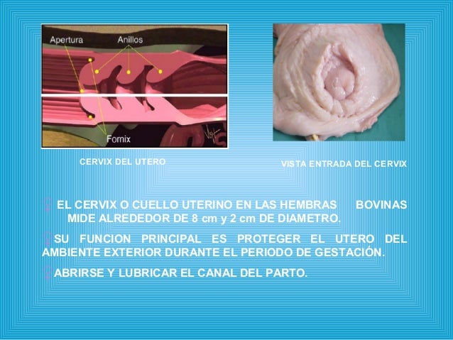 Partes internas del sistema reproductor de la hembra 2