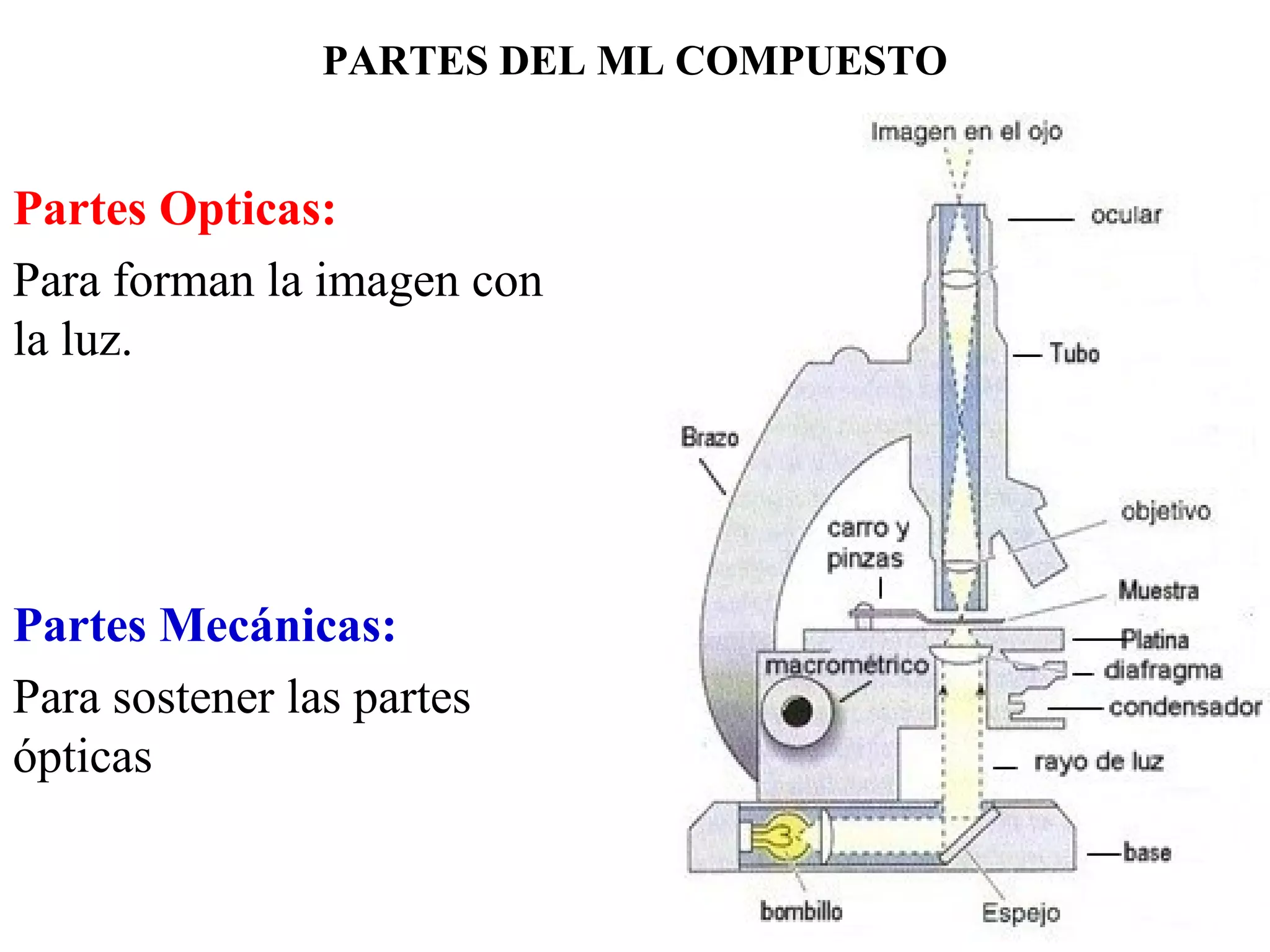 Diagrama De Rayos Del Microscopio Compuesto