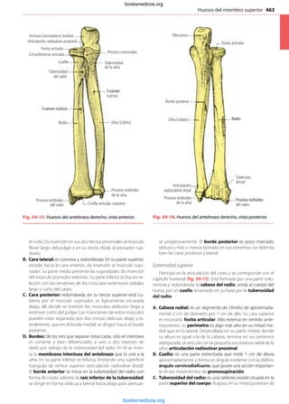 Anatomia de extremidades superiores, del libro de anatomia | PDF