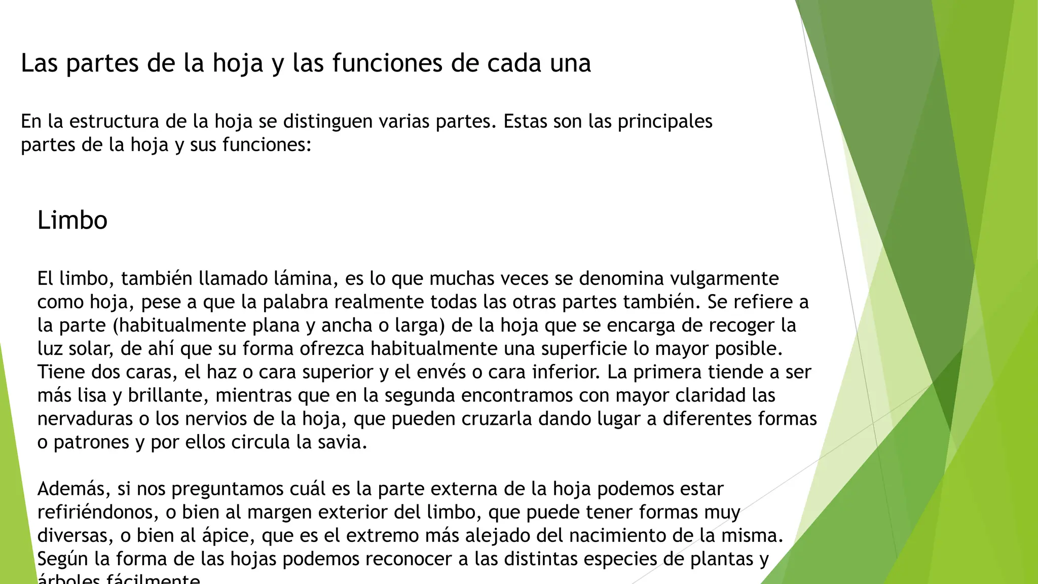 Partes y funciones de la hoja.pptx