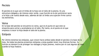 Partes y funciones de la hoja.pptx