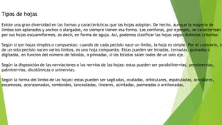 Partes y funciones de la hoja.pptx