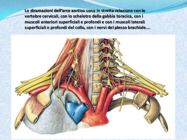 Parte viii anatomia umana normale