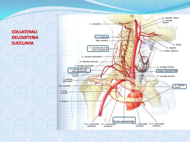 Parte viii anatomia umana normale