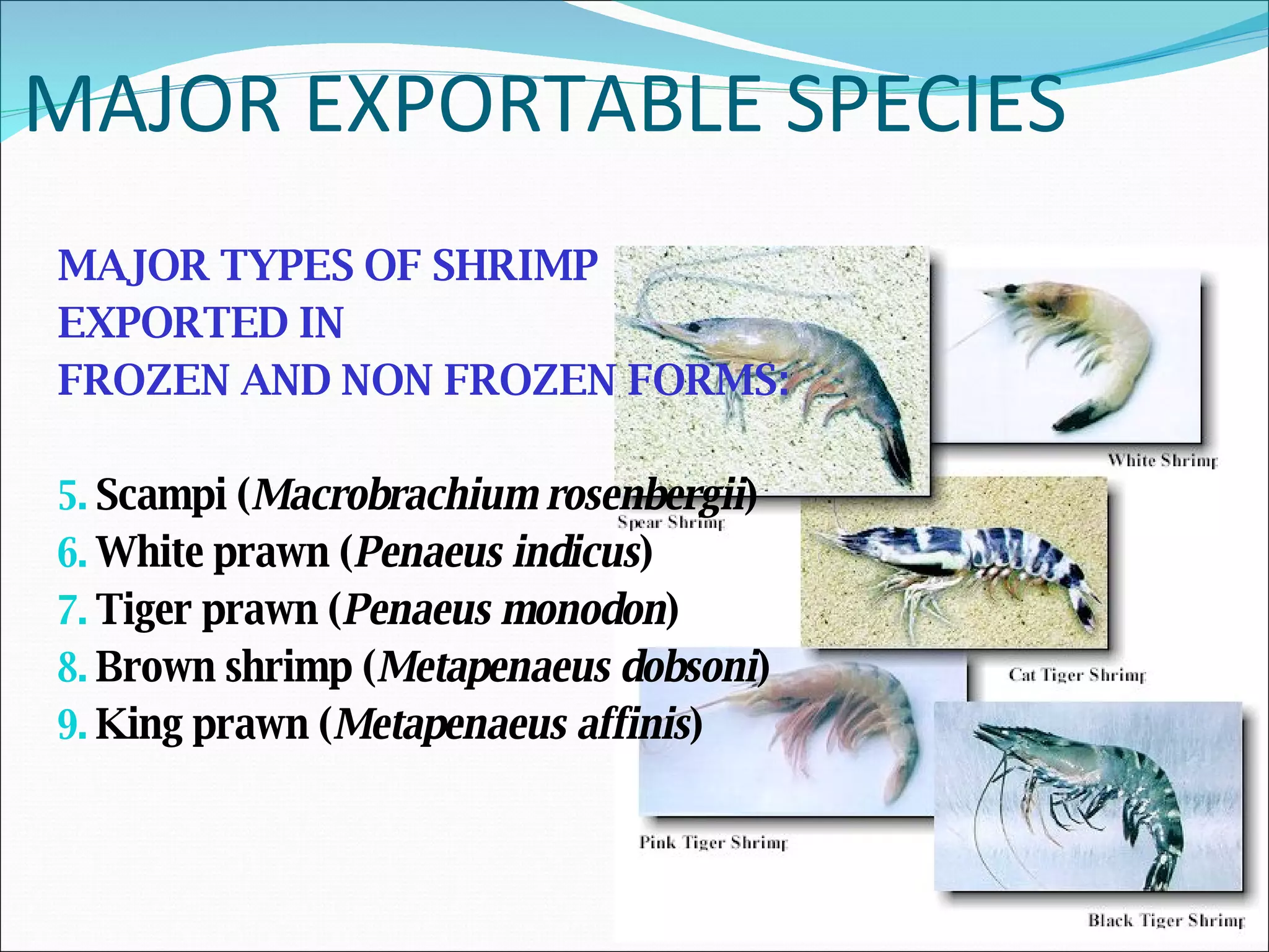 Shrimp Export | PPT