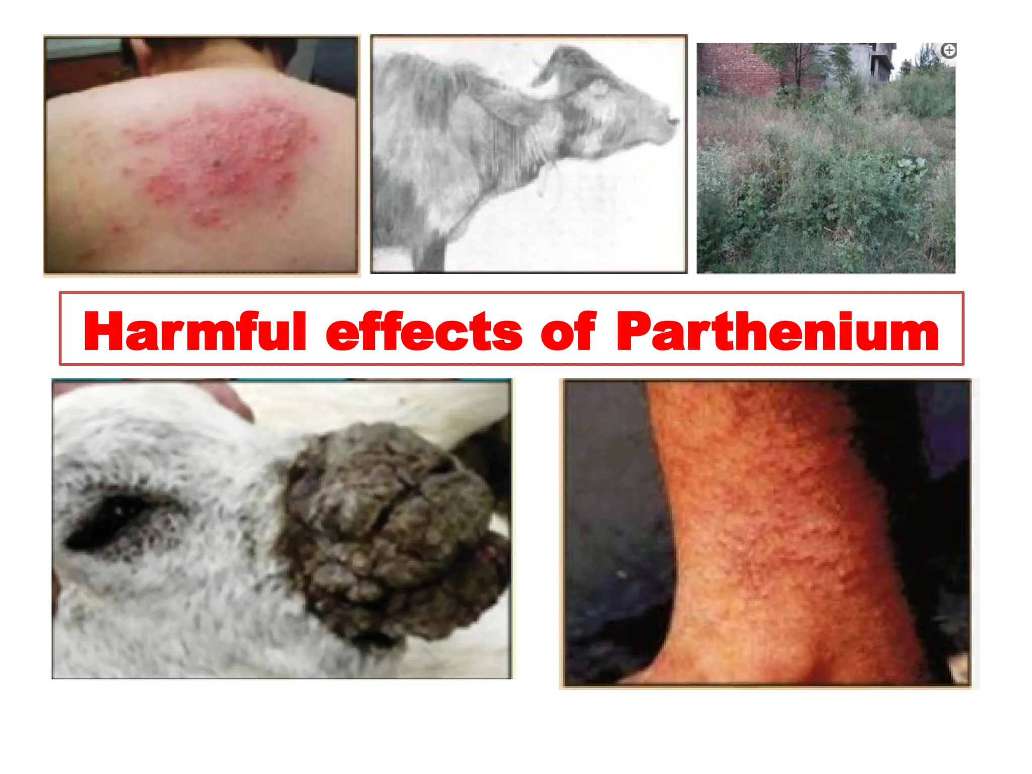 Parthenium Awarness Week-2024, Dr. JAGADISH | PPTX