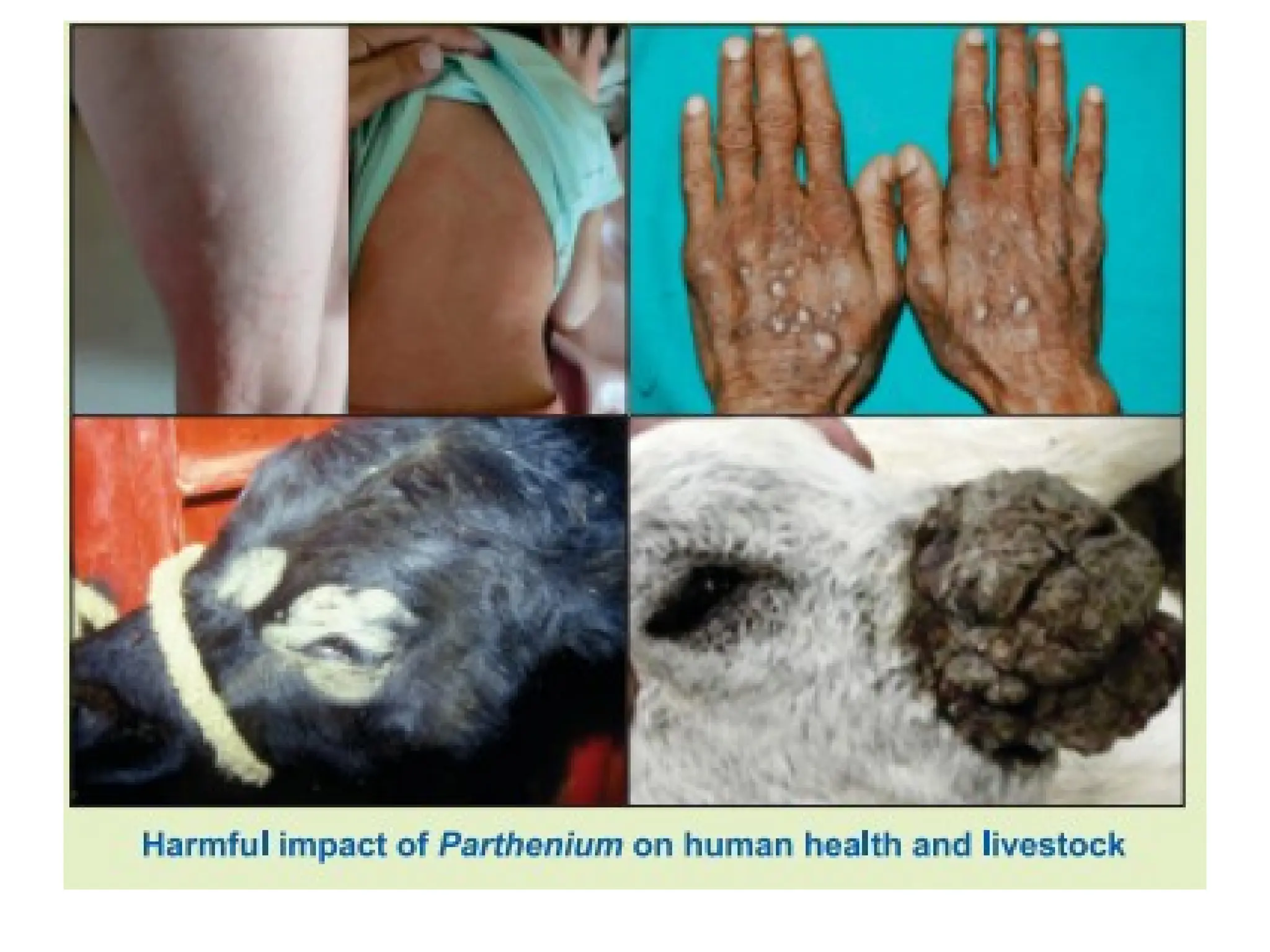 Parthenium Awarness Week-2024, Dr. JAGADISH | PPTX