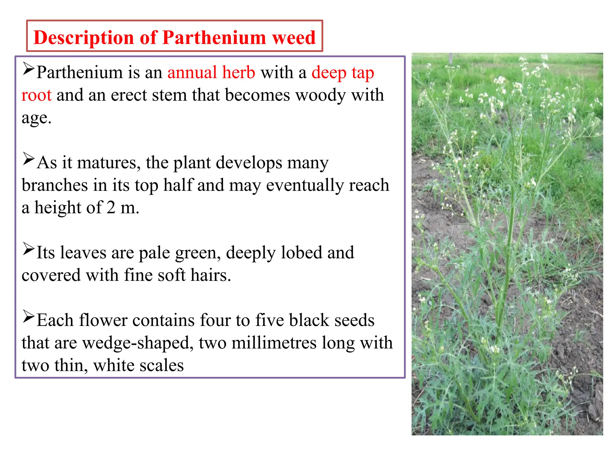 Parthenium Awarness Week-2024, Dr. JAGADISH | PPTX