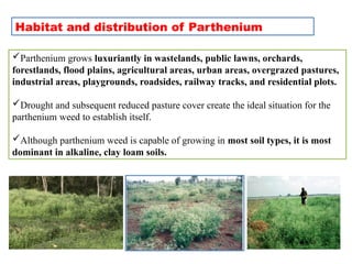 Parthenium Awarness Week-2024, Dr. JAGADISH | PPTX